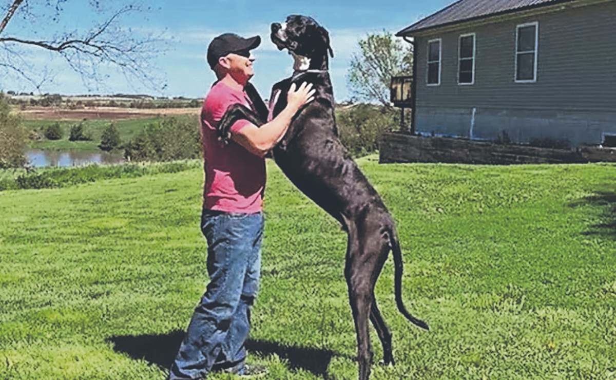 GRAN DANES KEVIN PODRÍA SER EL PERRO MÁS GRANDE MUNDO Guinness World ...