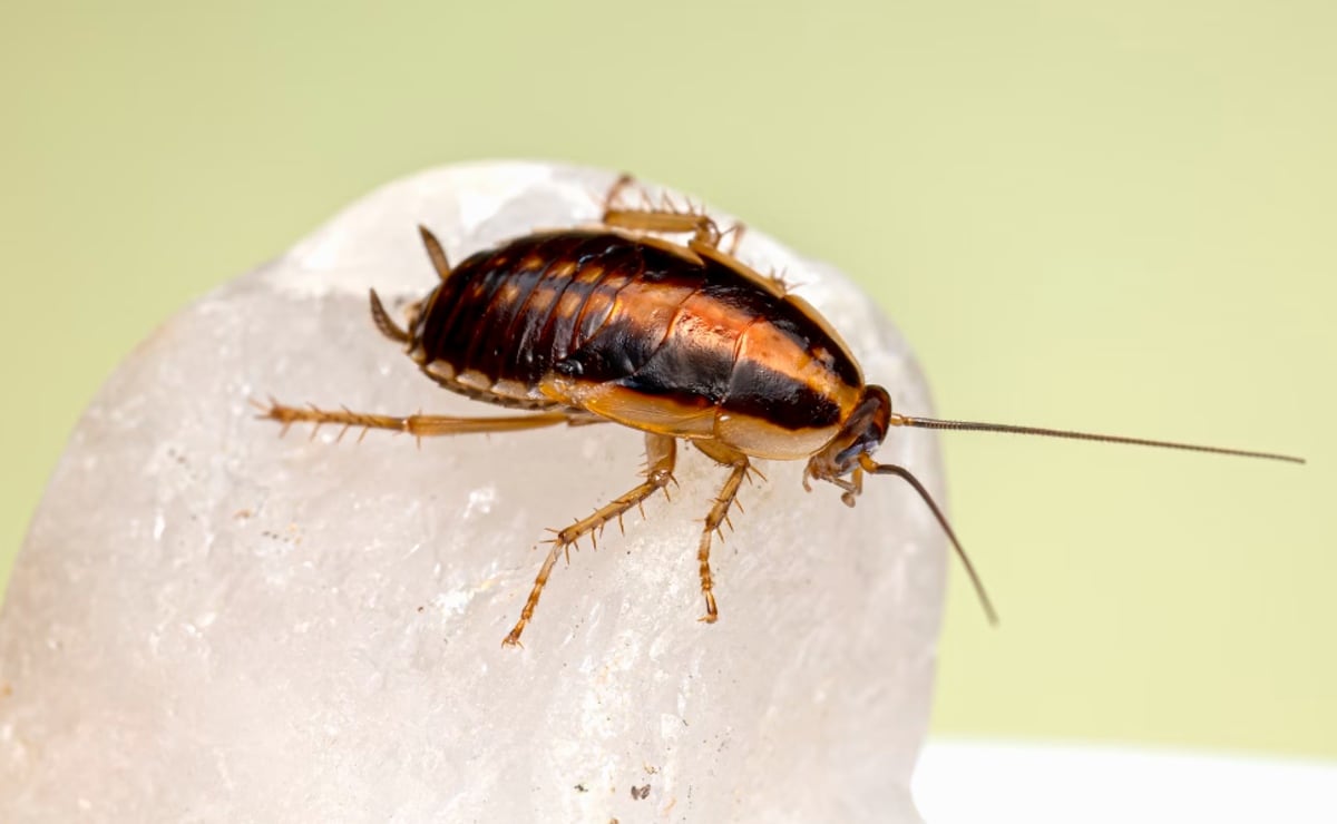 Súper cucaracha alemana en México aumento plaga cómo identificarlas ...